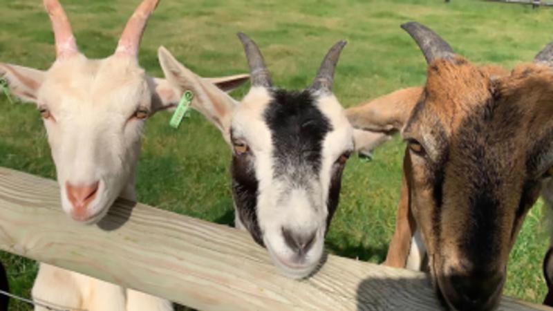 Mini Meadows Farm | Day Out With The Kids