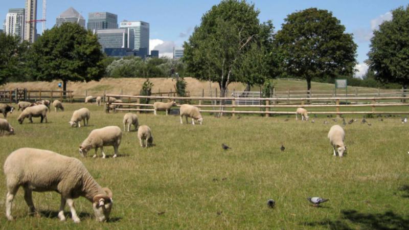 Mudchute Park and Farm | Day Out With The Kids