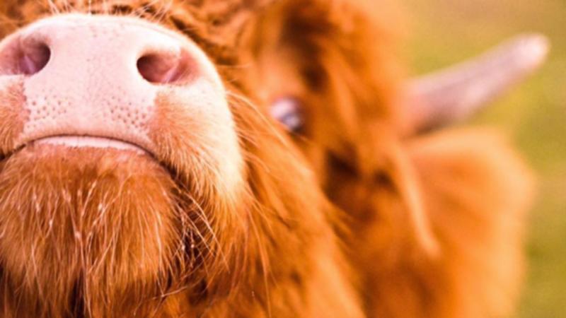 Cholderton Rare Breeds Farm | Day Out With The Kids