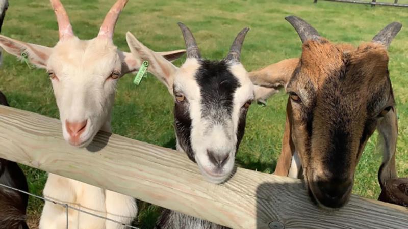Mini Meadows Farm | Day Out With The Kids