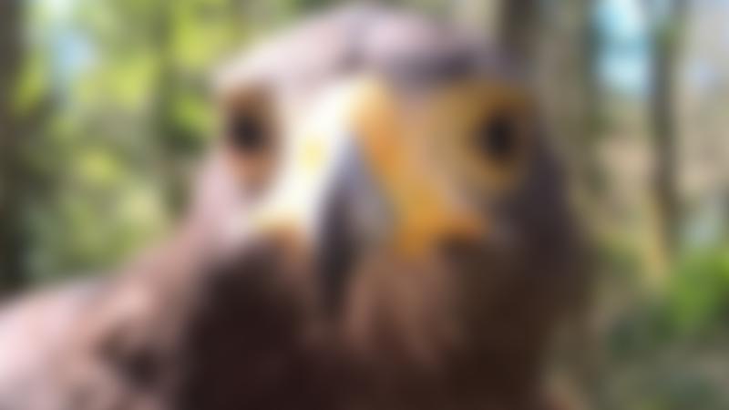 North East Falconry | Day Out With The Kids