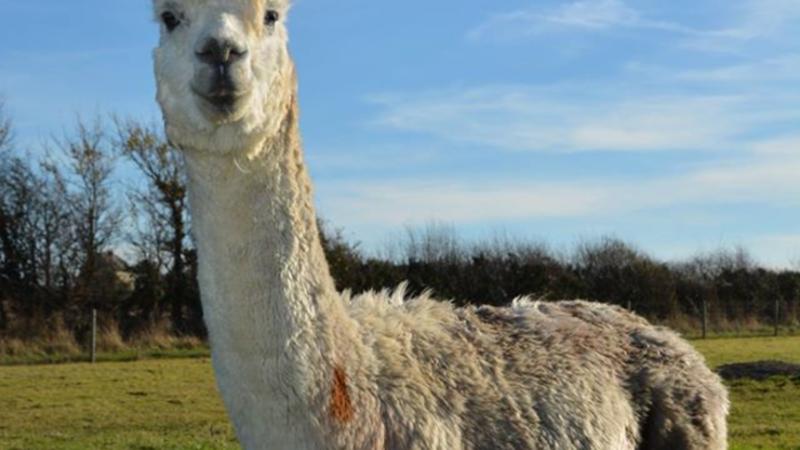 West Wight Alpacas | Day Out With The Kids