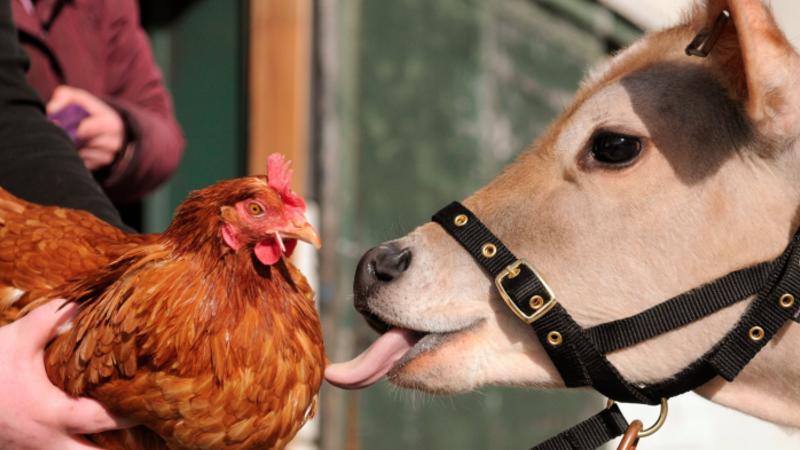 Farmer Parr's Animal World | Day Out With The Kids
