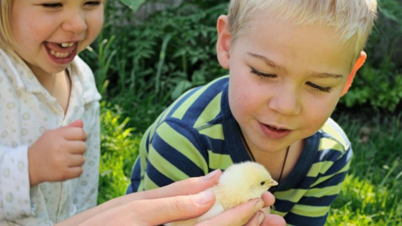 Cholderton Rare Breeds Farm | Day Out With The Kids