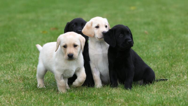 Guide Dogs National Breeding Centre | Day Out With The Kids