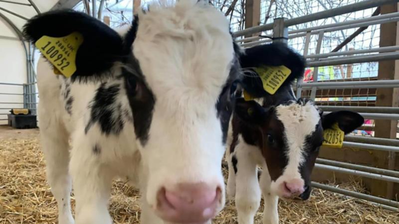 Mini Meadows Farm | Day Out With The Kids