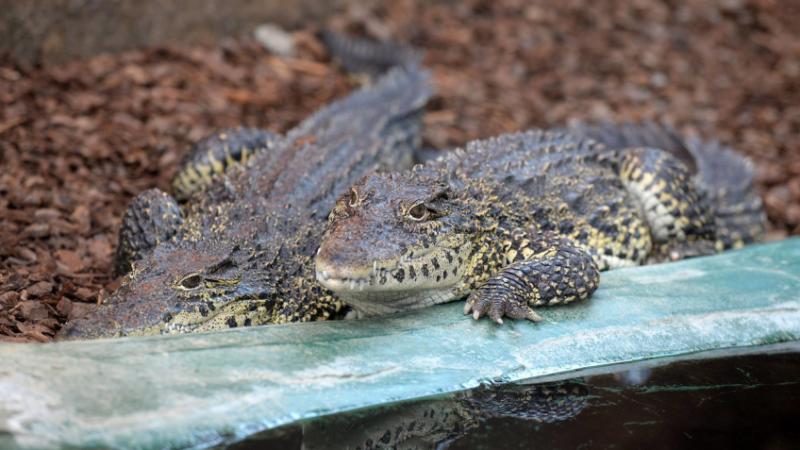 Crocodiles of the World | Day Out With The Kids